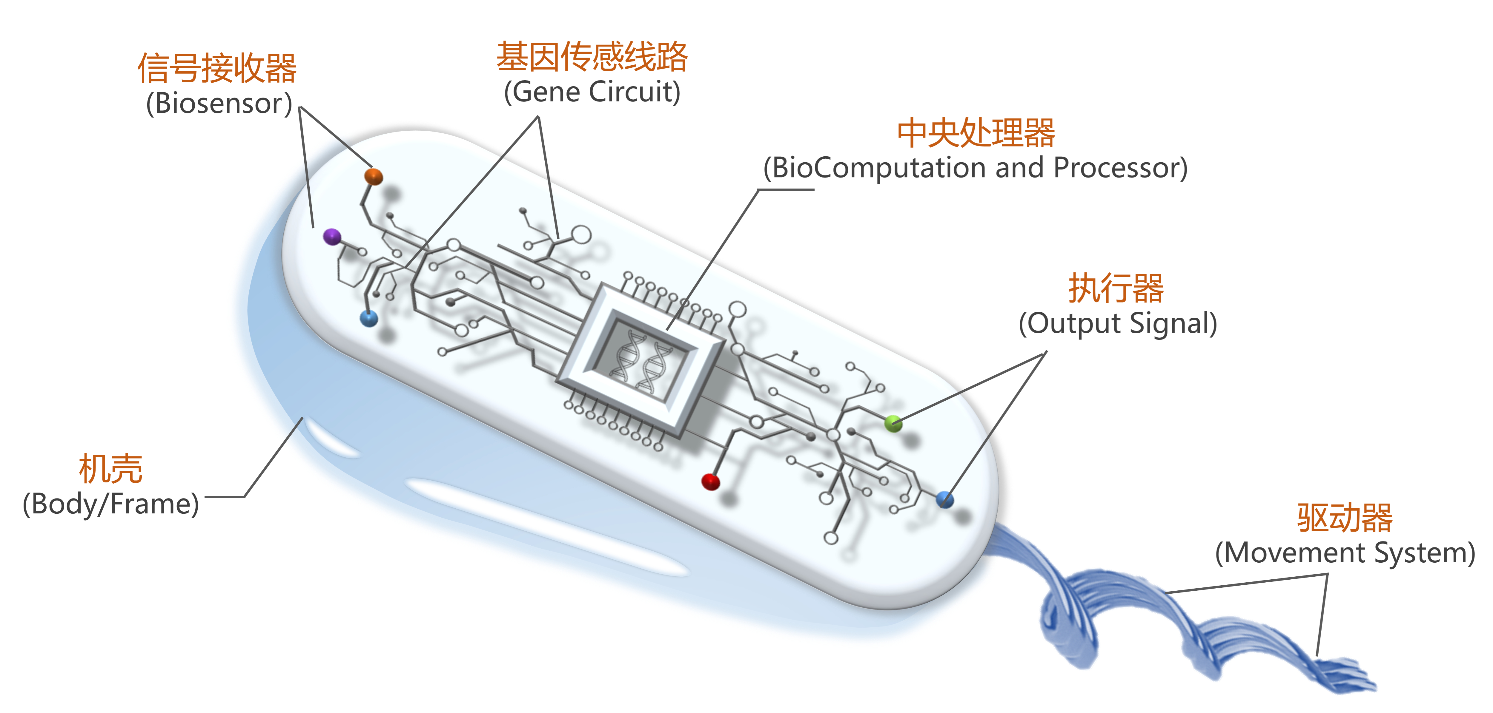 【创新前沿】CELL HOST & MICROBE报道我校叶邦策团队智能工程菌与在体诊疗新技术研究成果