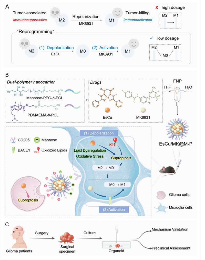 New Progress in Polymer Nanoassembly Regulation and Immunotherapy from ...
