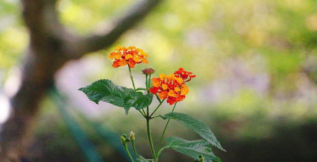 华东理工大学英文网