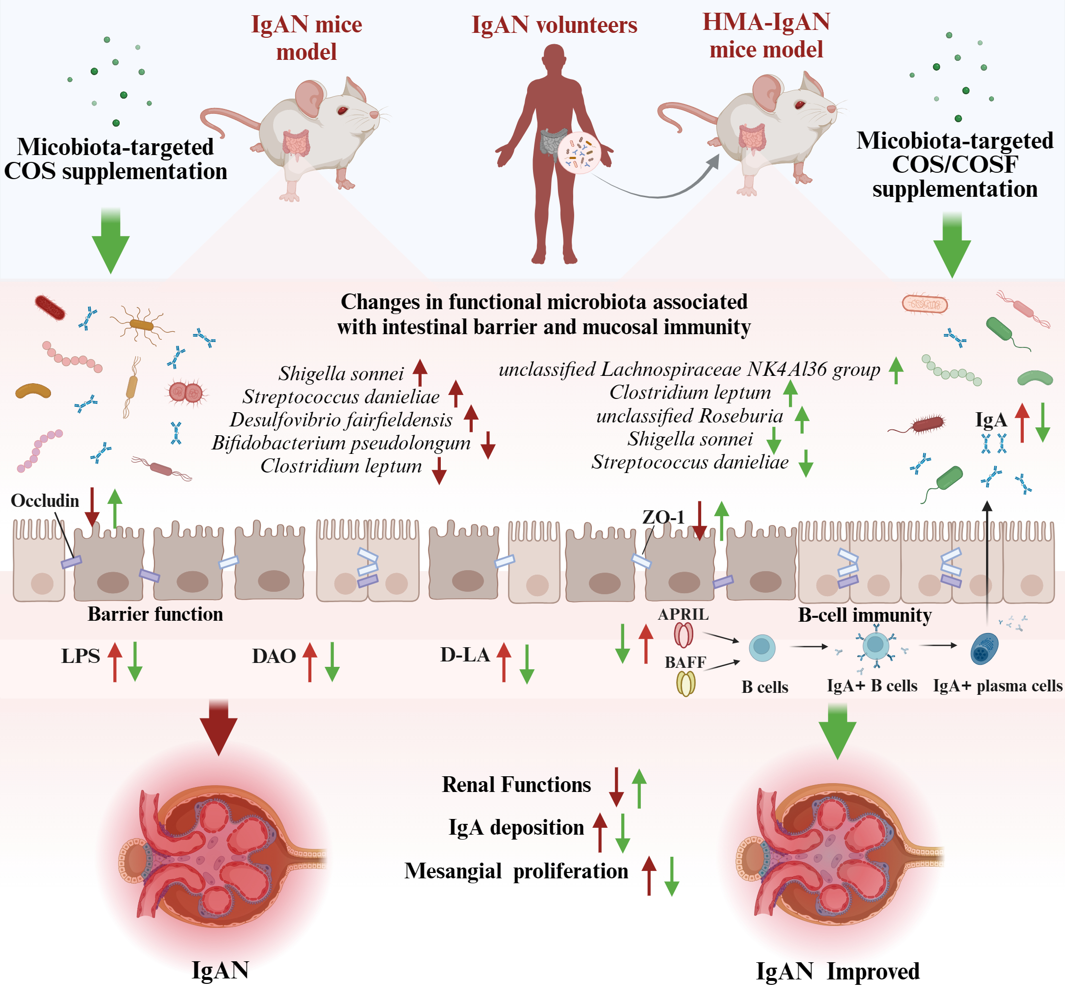 【创新前沿】Gut Microbes报道我校在壳寡糖调节肠道菌群改善IgA肾病研究新进展