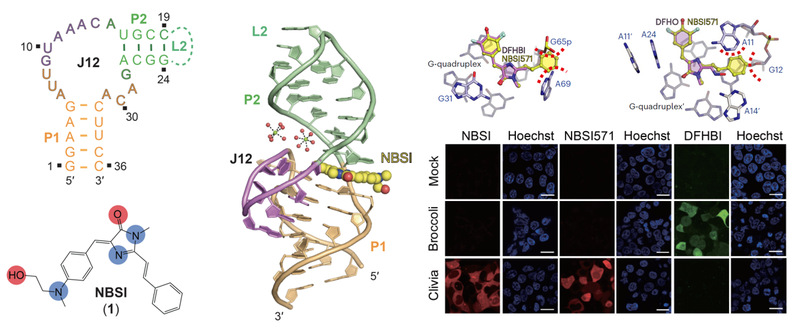 《上海科技报》荧光RNA领域研究获突破